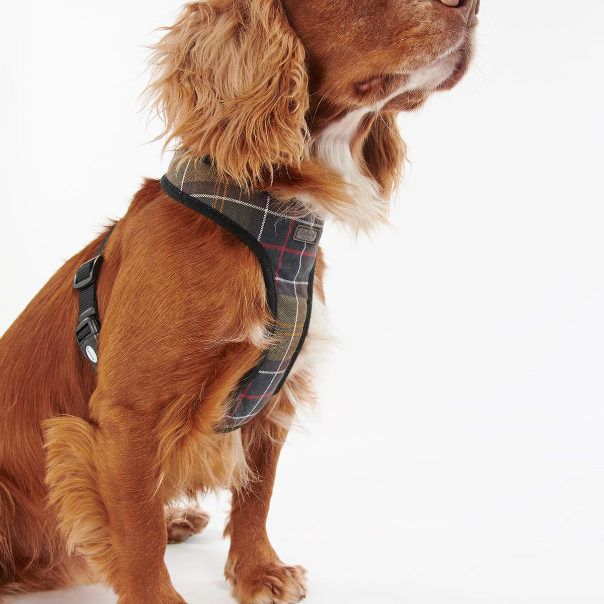 Classic Tartan Dog Harness – Schneider Outdoor